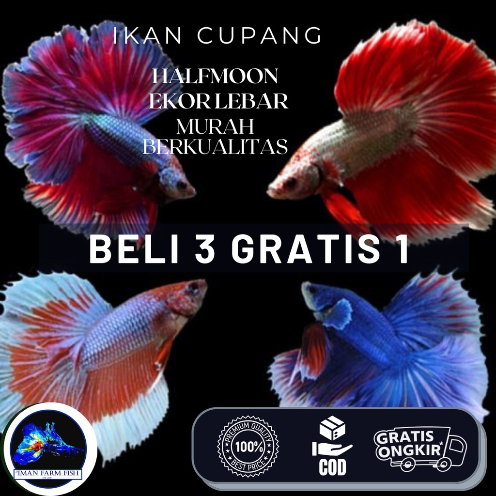 Jual Cupang Halfmoon HM murah Berkualitas *New 2021 | Shopee Indonesia