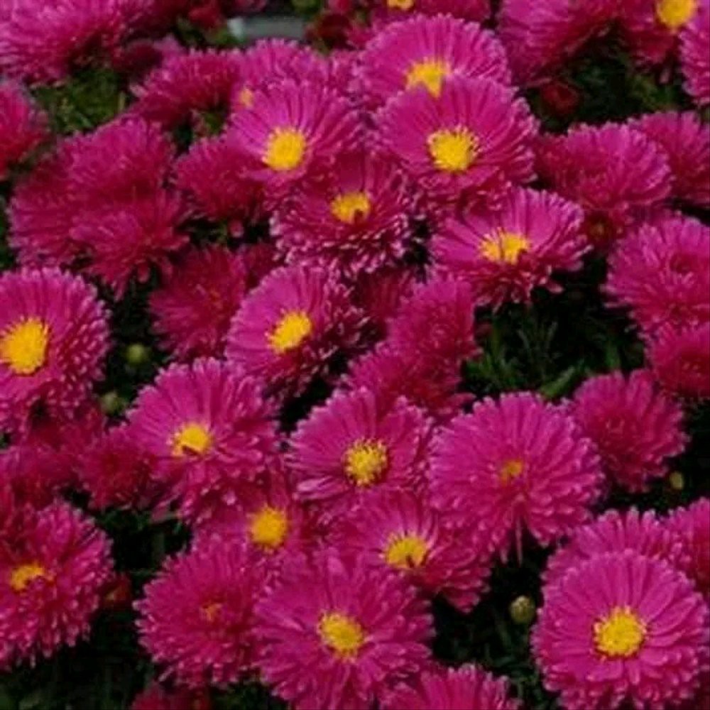 Jual 30 Benih Bunga aster dwarf pink | Shopee Indonesia