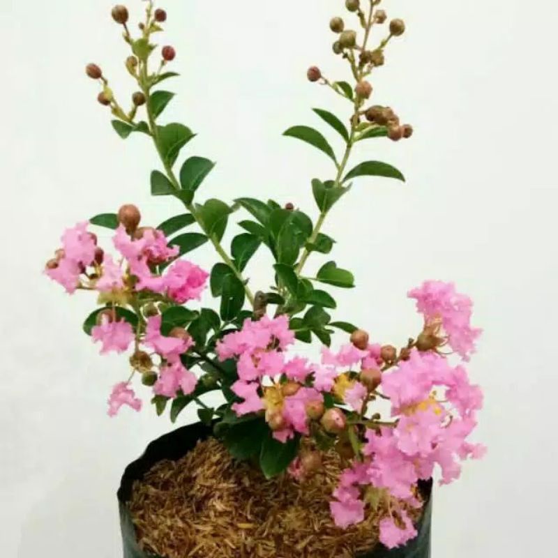 Jual POHON BUNGA SAKURA BUNGUR(TANAMAN HIAS) | Shopee Indonesia