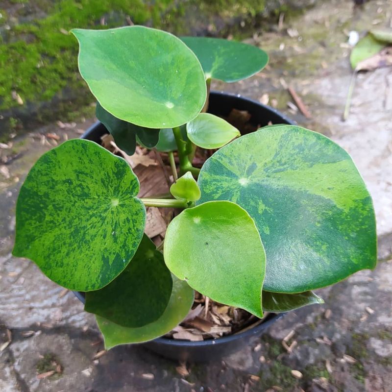 Jual Tanaman hias Peperomia Raindrop Variegata / Rendrop varigata ...