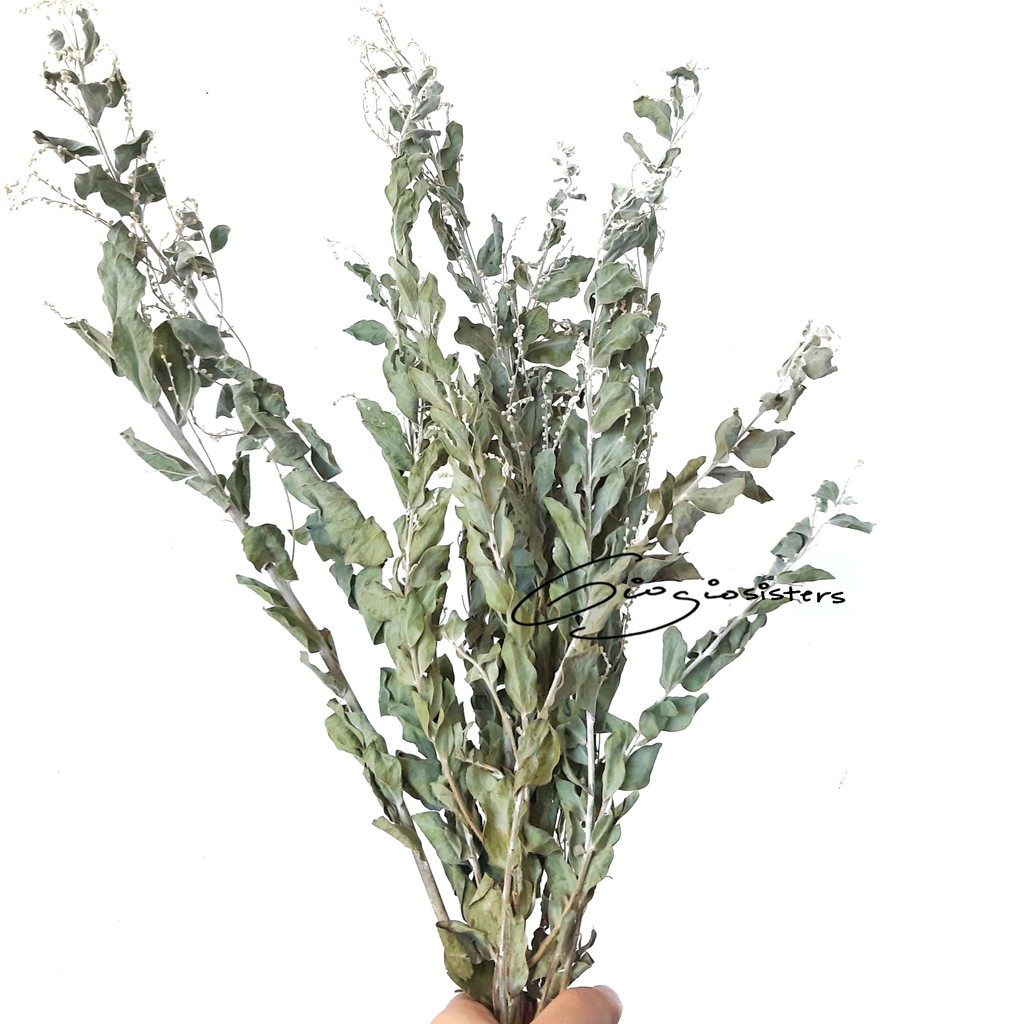 Jual Daun Mimosa Kering Lokal | Silver Mimosa | Daun Memusa | Daun ...