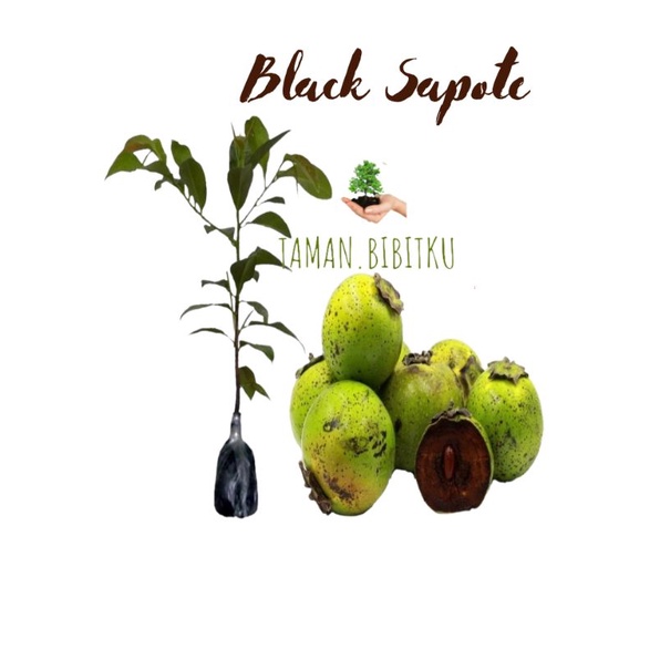 Jual Bibit Buah Black Sapote Okulasi sambung Sawo Hitam Jumbo | Shopee ...