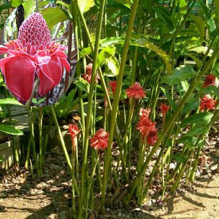 Jual stek pohon honje kecombrang/bumbu masakan | Shopee Indonesia