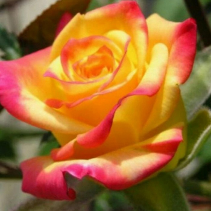 Jual Mawar Lidah Api untuk media di kurangi | Shopee Indonesia