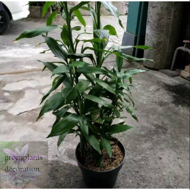 Jual BISA COD Tanaman hias bunga hidup sri rejeki bambu hoki hijau ...