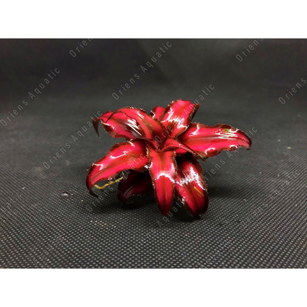 Jual Tanaman Paludarium Terrarium - Bromelia Cryptanthus Ruby Star Dark ...