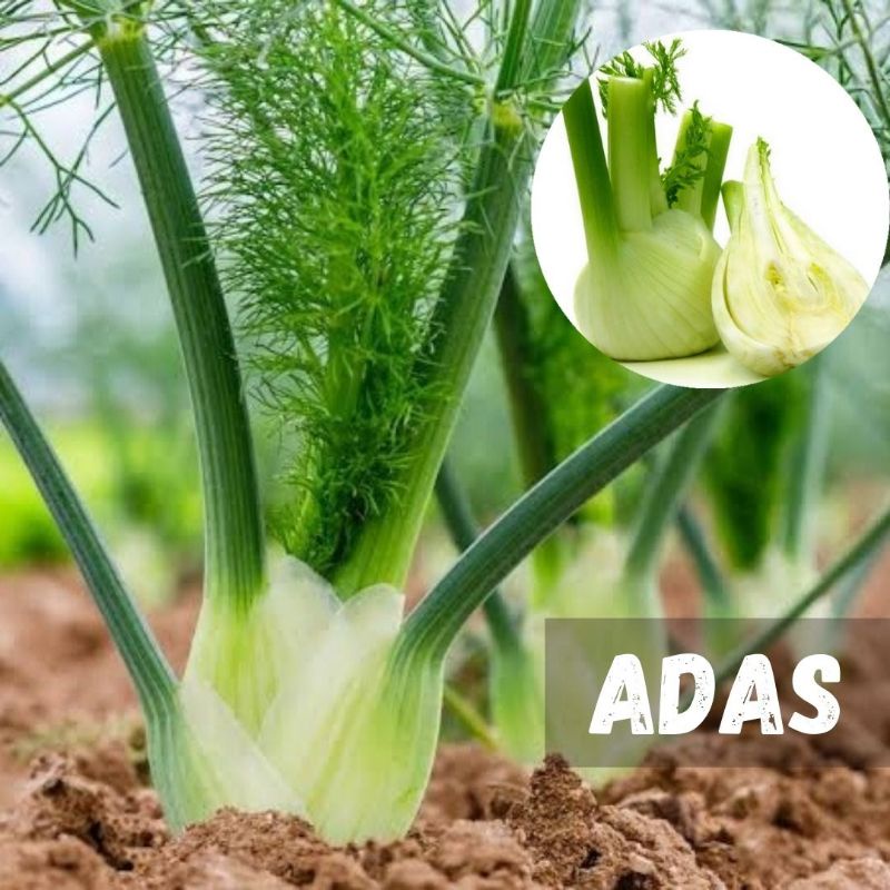 Jual Benih ADAS (isi-200) - Bibit Biji Sayur | Shopee Indonesia
