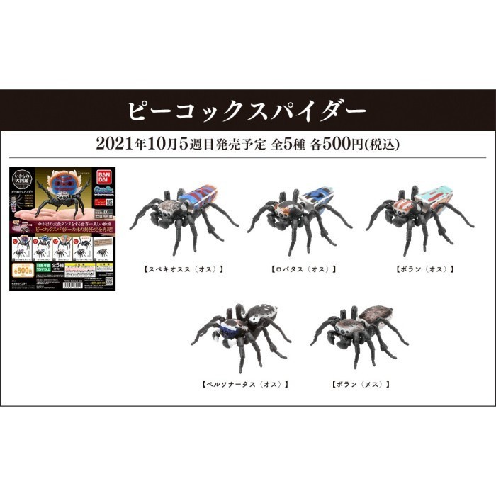 Jual SPLIT Peacock Spider Laba-laba Merak Ikimono Bandai Gacha Figure ...