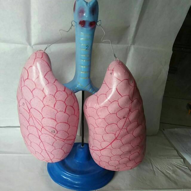 Jual Alat Peraga pendidikan Model Paru Paru/model paru paru/model paru ...