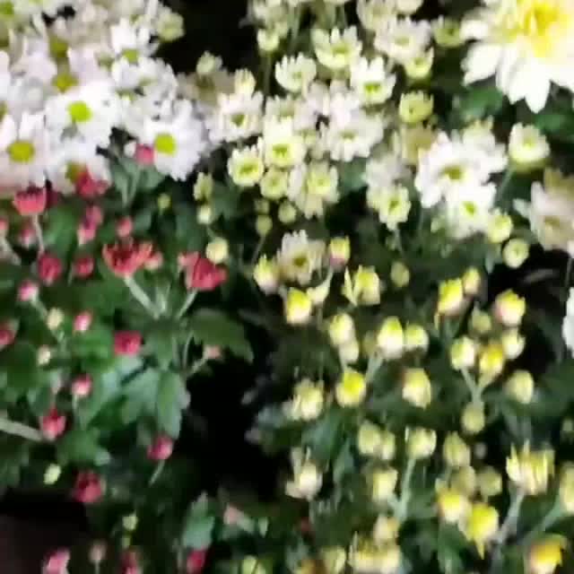 Jual TANAMAN BUNGA KRISAN SERUNI ASTER BERBUNGA CANTIK | Shopee Indonesia