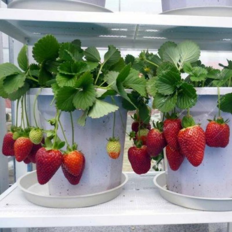 Jual tanaman stoberi Berbuah | Shopee Indonesia
