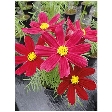 Jual Cosmos BIPINNATUS Casanova RED 5 Biji (Benih Biji Bibit Tanaman ...
