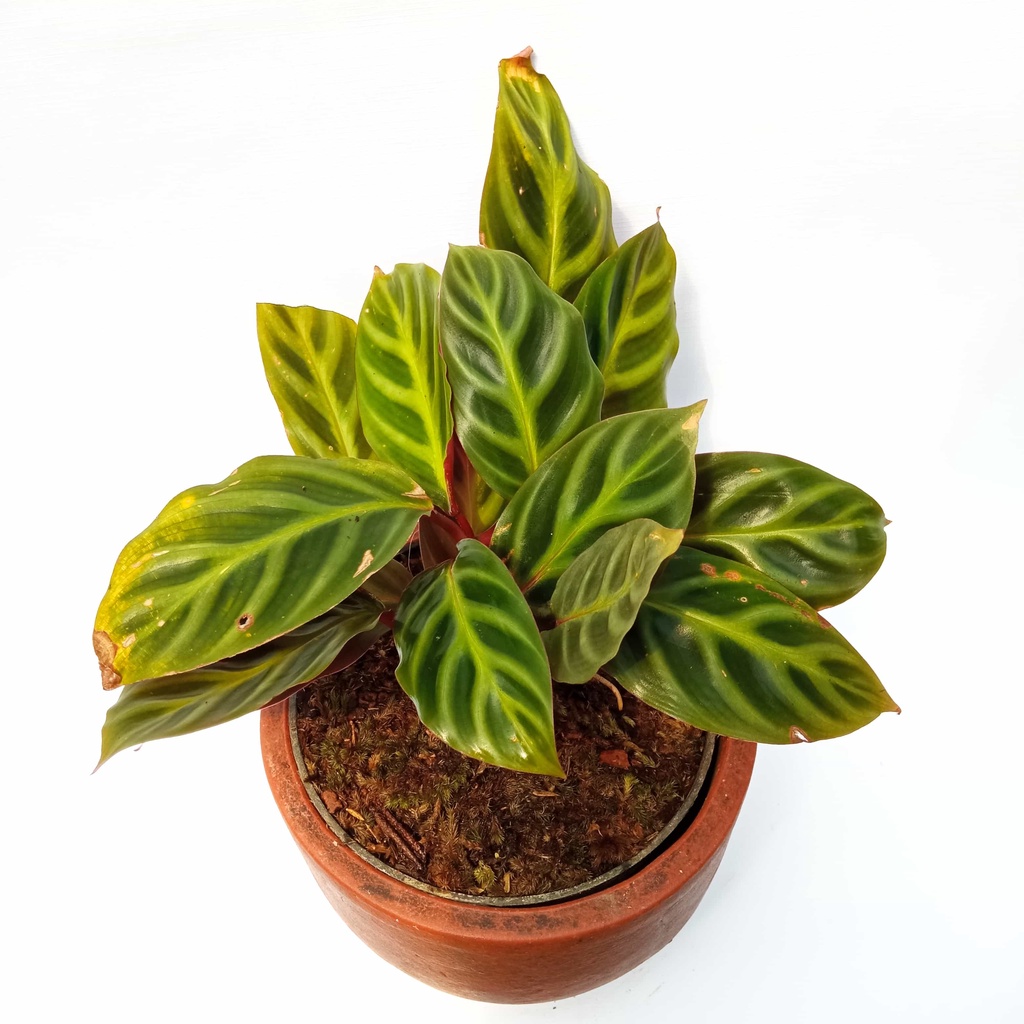 Jual Calathea Equadoriana | Tanaman Hias Calathea | Caltea | Shopee ...