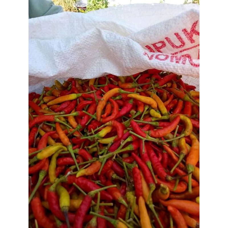 Jual cabe rawit fresh 1kg | Shopee Indonesia