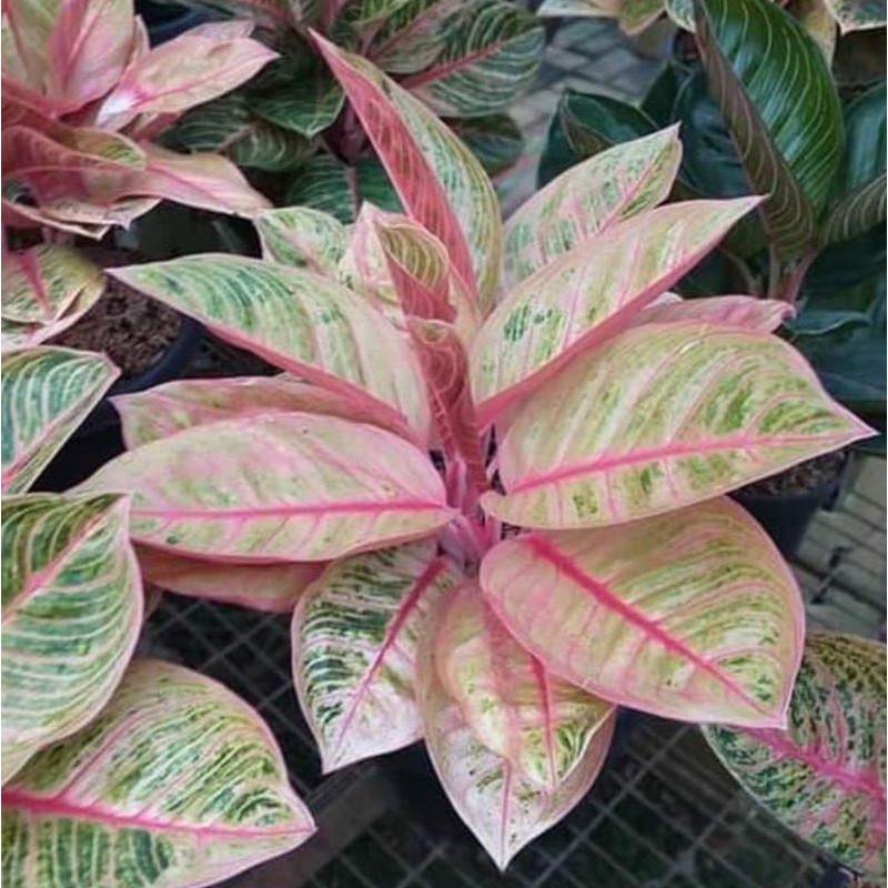 Jual Aglonema Kresna Konon (Langka) | Shopee Indonesia