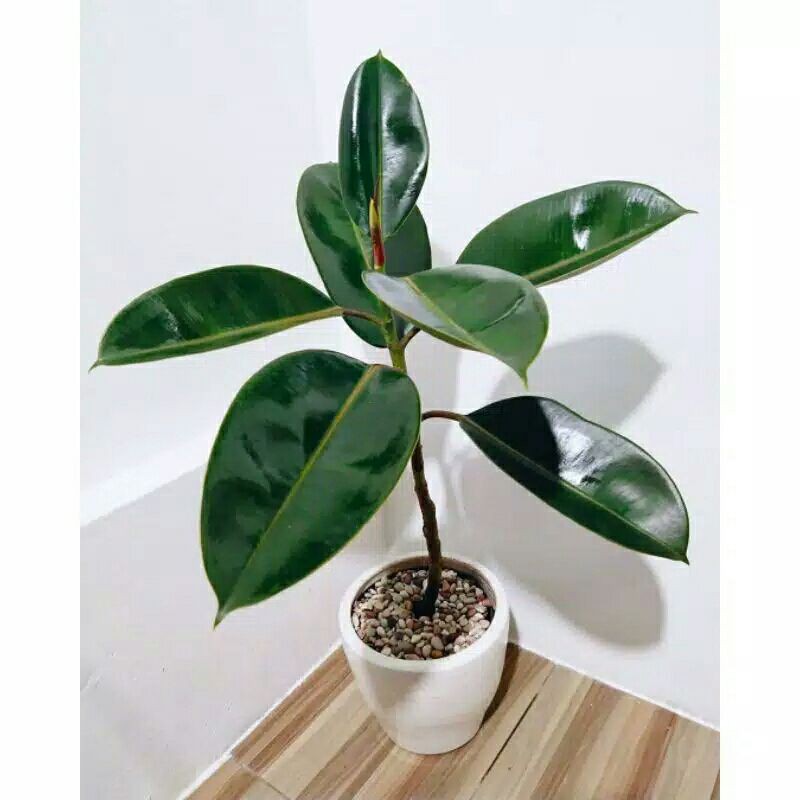 Jual Tanaman Indoor Karet Kebo-Ficus Elastica-Beringin Karet Kebo | Shopee Indonesia