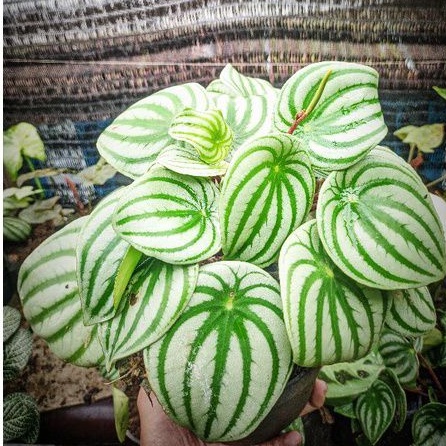 Jual Peperomia Watermelon Daun Rimbun | Shopee Indonesia