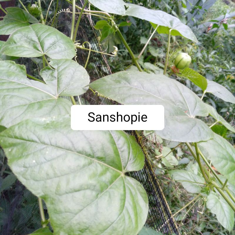 Jual Daun rambusa atau cermot segar 1 kg | Shopee Indonesia