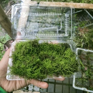 Jual tanaman java moss Harga Terbaik & Termurah Maret 2025 | Shopee ...
