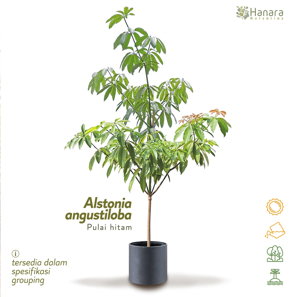 Jual Alstonia angustiloba - Pulai hitam - pohon instan/instant tree ...
