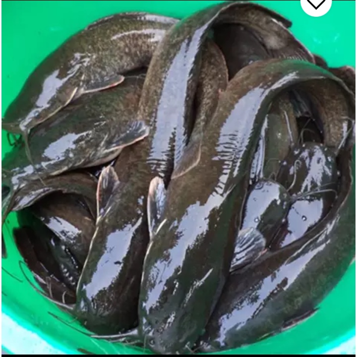 Jual Ikan Lele Segar Fresh 50Kg | Shopee Indonesia