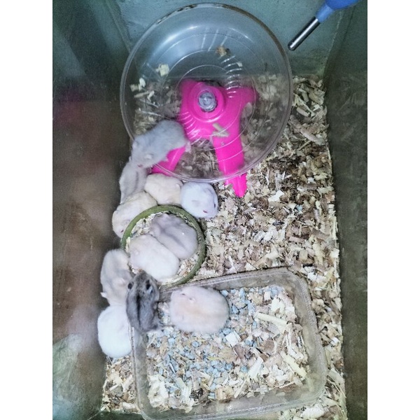 Jual hamster peliharaan Harga Terbaik & Termurah Juni 2026 | Shopee ...