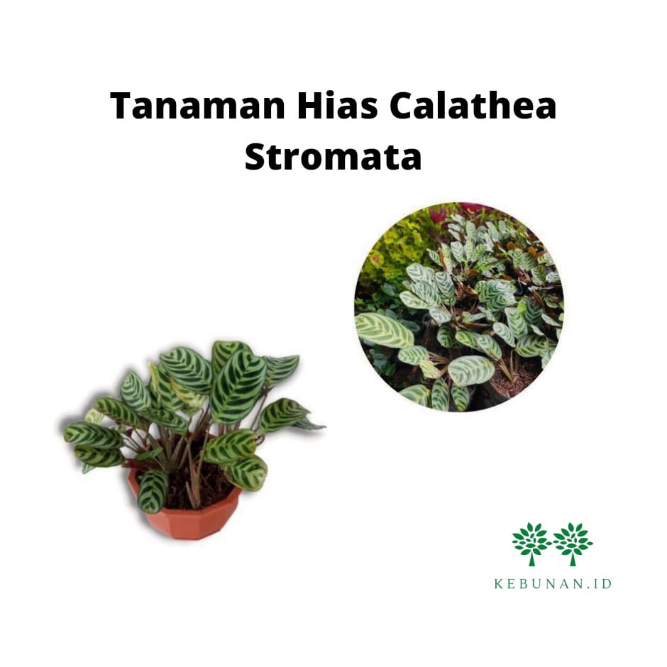 Jual Tanaman Hias Calathea Stromata/Calathea Sepat | Shopee Indonesia