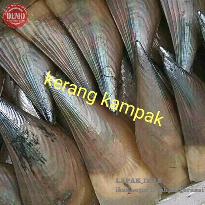 Jual Kerang Kampak Segar Fresh Bergaransi 1Pcs | Shopee Indonesia