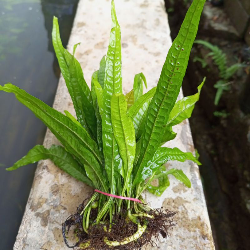 Jual Kadaka Java fern satu ikat tanaman aquascape hiasan aquarium ...