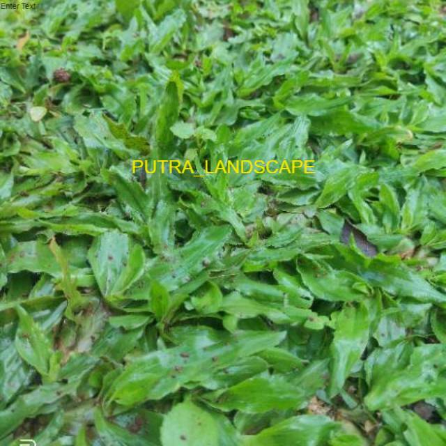 Jual Jual Rumput gajah mini 1x1m persegi - bibit rumput - rumput gajah ...