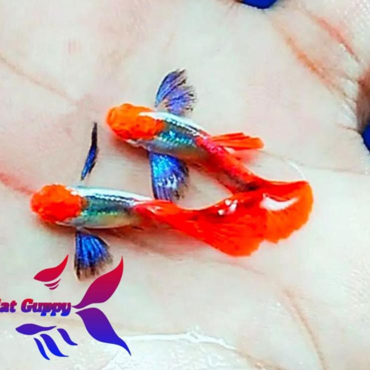 Jual Baru CRKWT Ikan Hias Ikan Guppy Platinum Red Tail Koi / PRT Koi Redtail Koi 64 Produk Keren ...