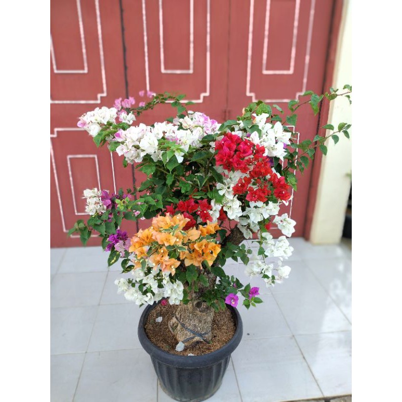 Jual Tanaman Hias Bunga Bougenville / Bugenville / Bunga Kertas 4 Warna ...