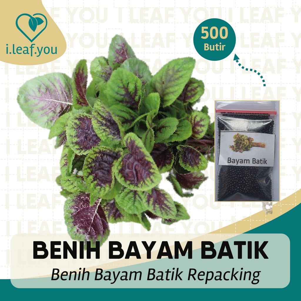 Jual Benih Bayam Batik 500 Butir Benih Bayam Batik Merah Hijau Serba ...