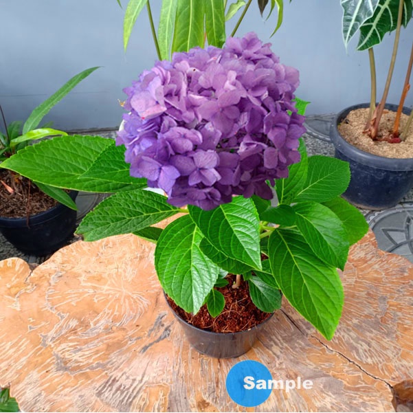 Jual PROMOO LUAR BIASA !! Bunga Hias Kembang Bokor, Tanaman Hidup Bunga ...