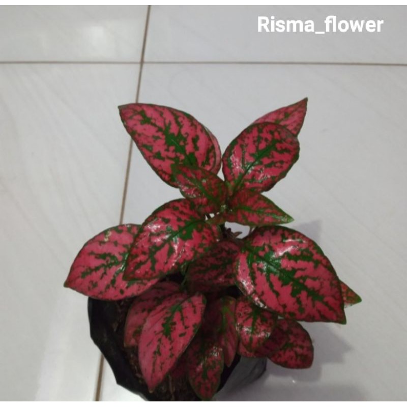 Jual POHON HYPOTES MERAH ( TANAMAN HIAS ) | Shopee Indonesia