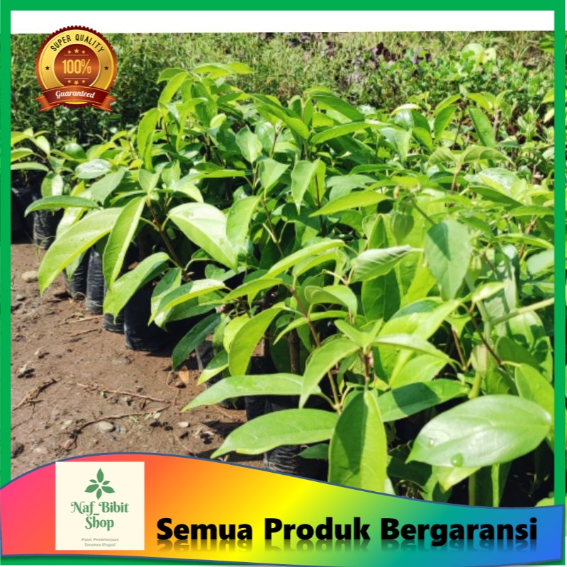 Jual 5pcs bibit cincau pohon cincau perdu siap tanam cincau hijau ...