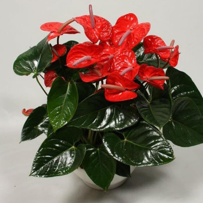 Jual Tanaman hias anthurium bunga merah/anthurium andraeanum red ...