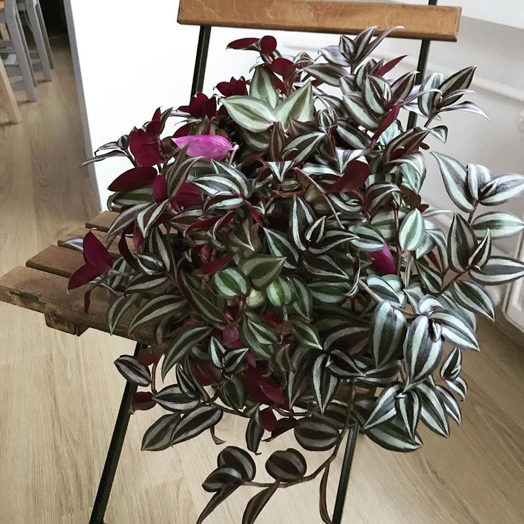 Jual Tanaman hias Gewor daun silver (tradescantia zebrina) | Shopee ...