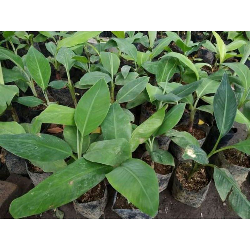 Jual Bibit buah pisang jenis Raja cepat berbuah | Shopee Indonesia