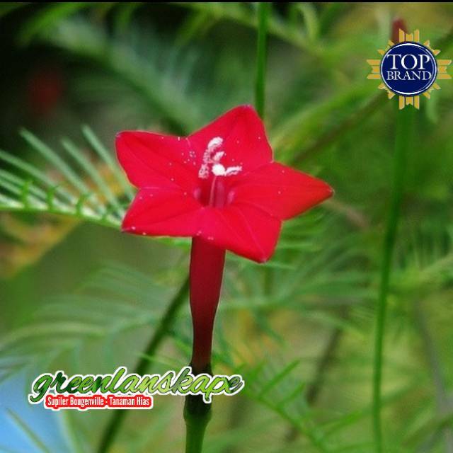 Jual Benih Tanaman Hias Rincik Bumi/Sanggah langit/bunga tali/songo ...