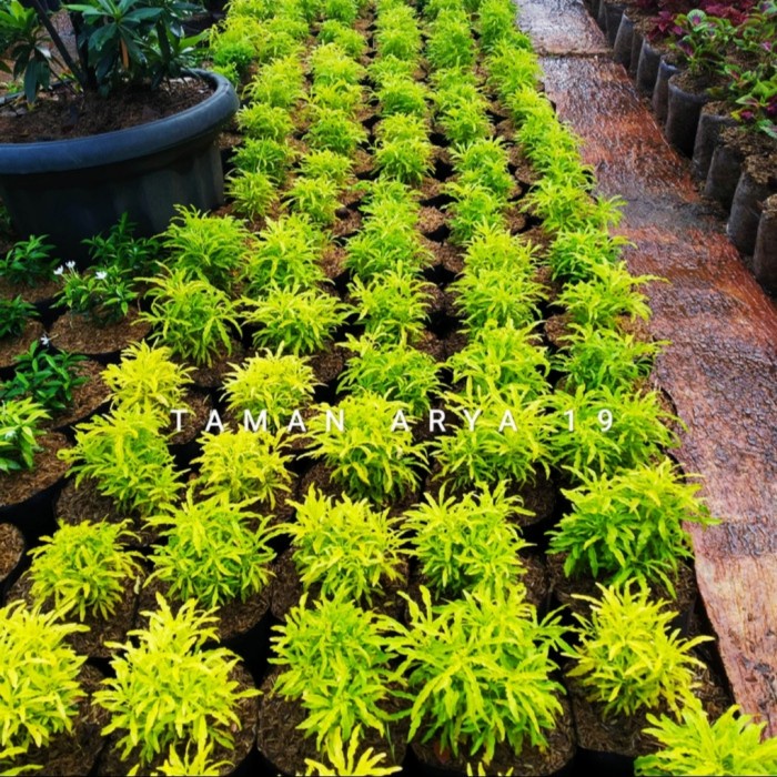 Jual PROMO!! Tanaman Hias Brokoli Kuning - Tanaman Hias Outdoor ... Jual PROMO!! Tanaman Hias Brokoli Kuning - Tanaman Hias Outdoor ...