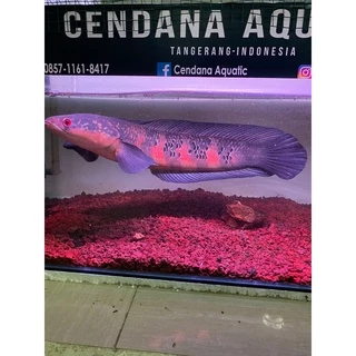 Jual Channa Red Barito Terlengkap & Harga Terbaru November 2024 ...