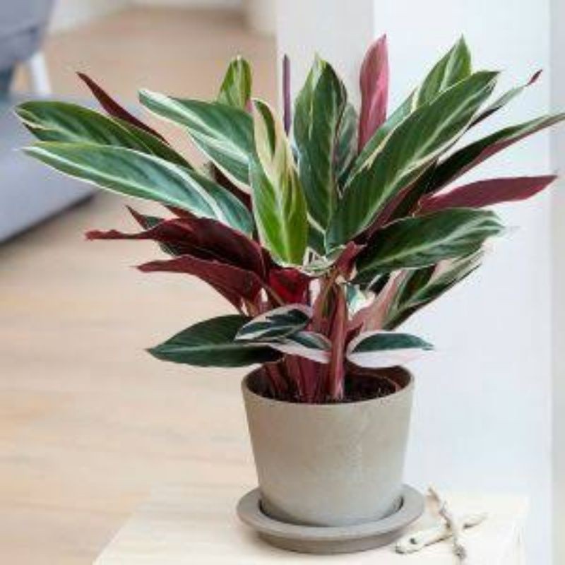 Jual Calathea Maranta Tricolor/ Calathea Merah Putih/ Calathea Meranti ...
