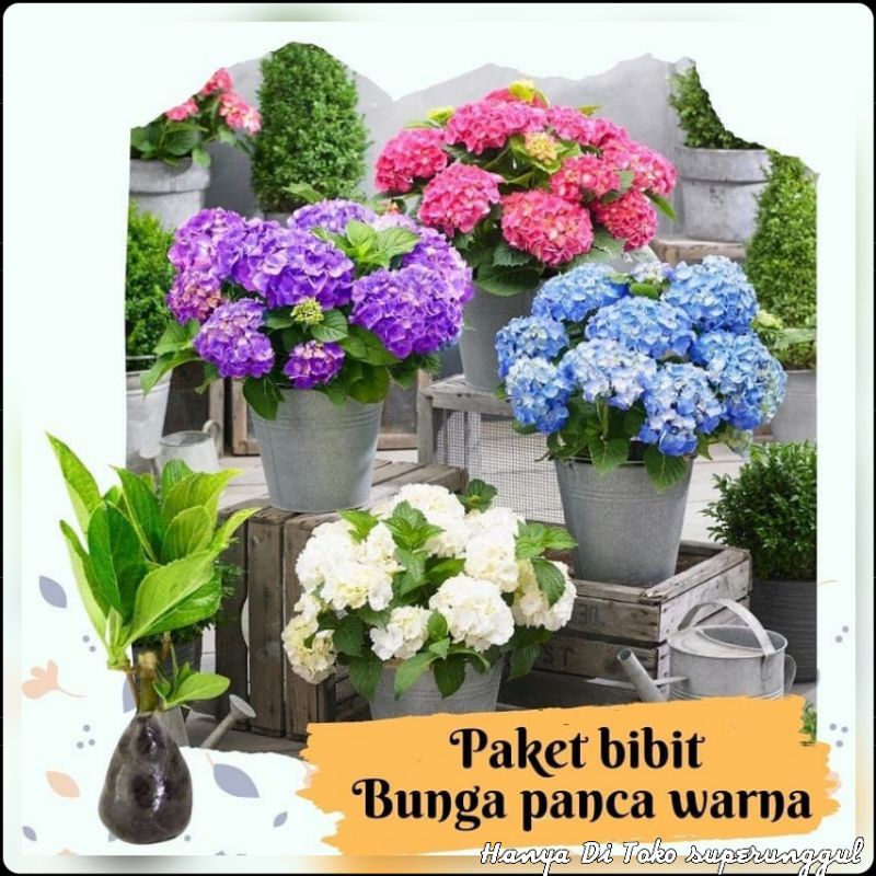 Jual Tanaman Hias Bunga Pancawarna Satu Pohon Bisa Tersedia 5 warna ...