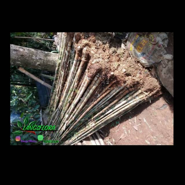 Jual Bambu Jepang /Pohon Bambu ijo jepang (pengiriman khusus gosend ...