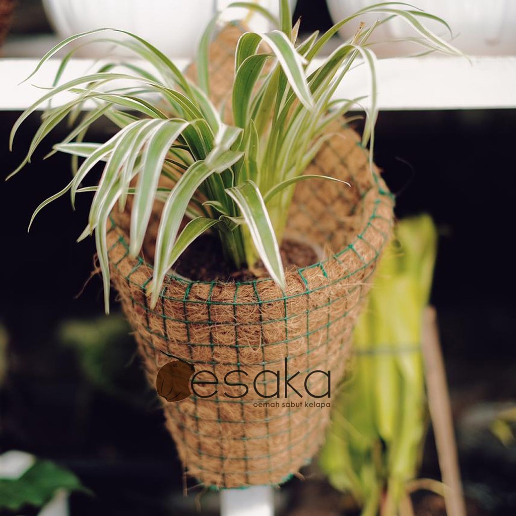 Jual pot anggrek kerucut tempel dinding sabut kelapa jaring besi ...