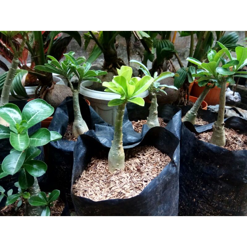 Jual 4 Bunga Adenium Jepang | Shopee Indonesia