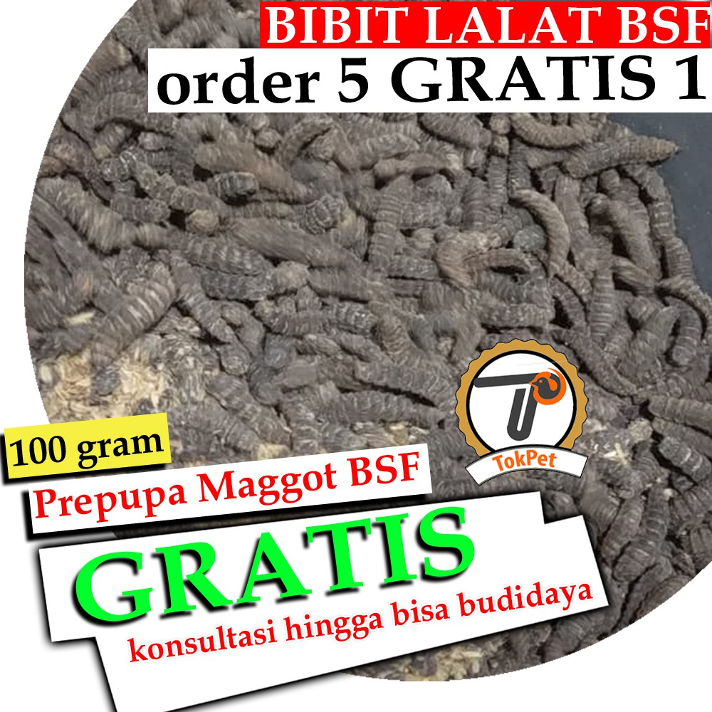Jual Pupa bsf prepupa lalat black soldier fly 100 gram | Shopee Indonesia