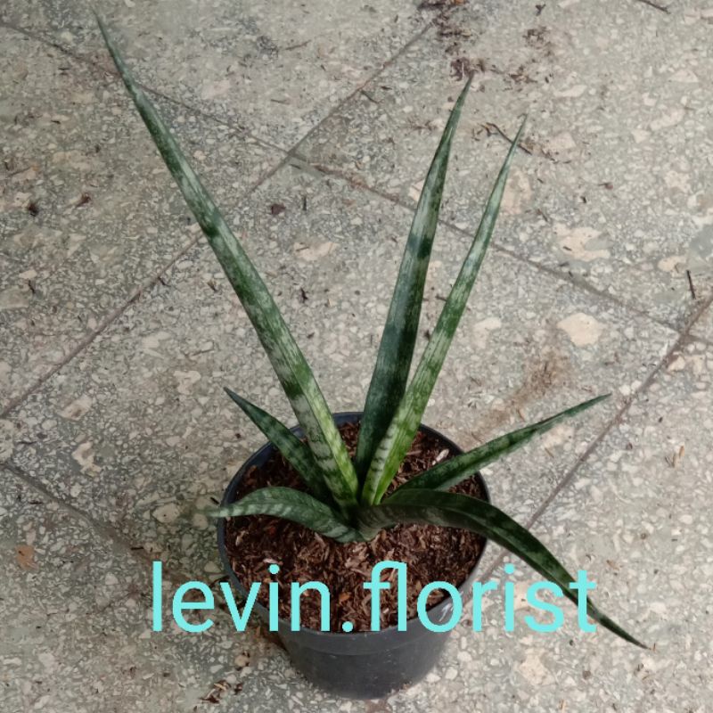 Jual Sansevieria fernwood punk / sansivieria sansivera lidah mertua ...