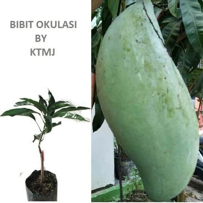 Jual Bibit Tanaman Pohon Mangga Mahathir Mahatir Hasil Okulasi Jaminan ... Jual Bibit Tanaman Pohon Mangga Mahathir Mahatir Hasil Okulasi Jaminan ...